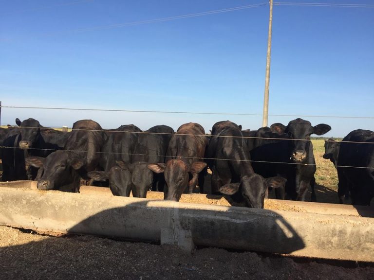 Por que criar Angus? - Lance Rural