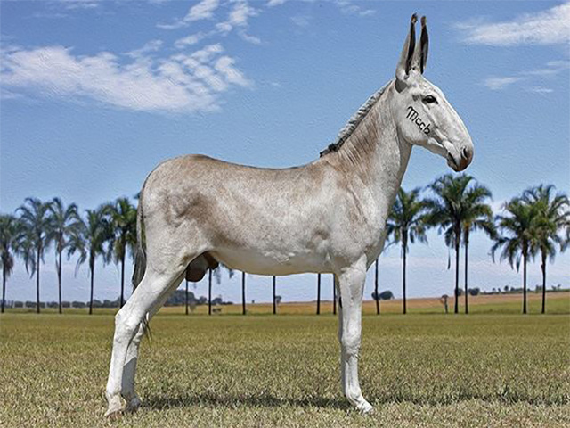 8º Leilão Virtual Maab Fazenda Mula Preta - Lance Rural