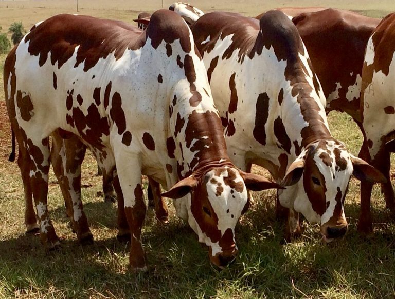 Leilão Nelore Pintado Brasil comemora 4 anos de expansão - Lance Rural