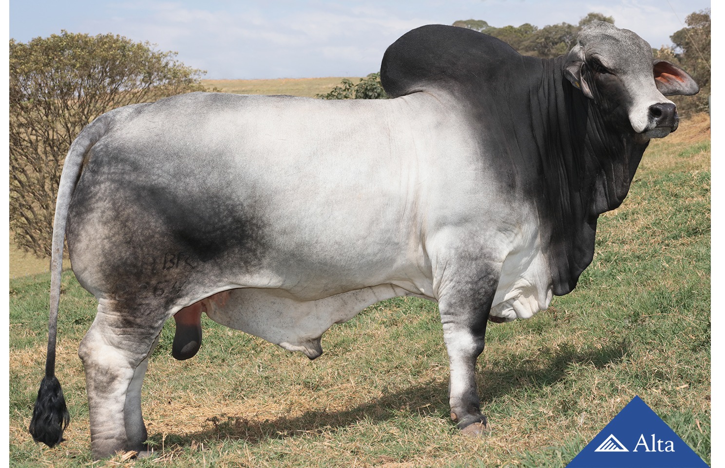 Brasil se consolida como grande criador de Brahman - Lance Rural